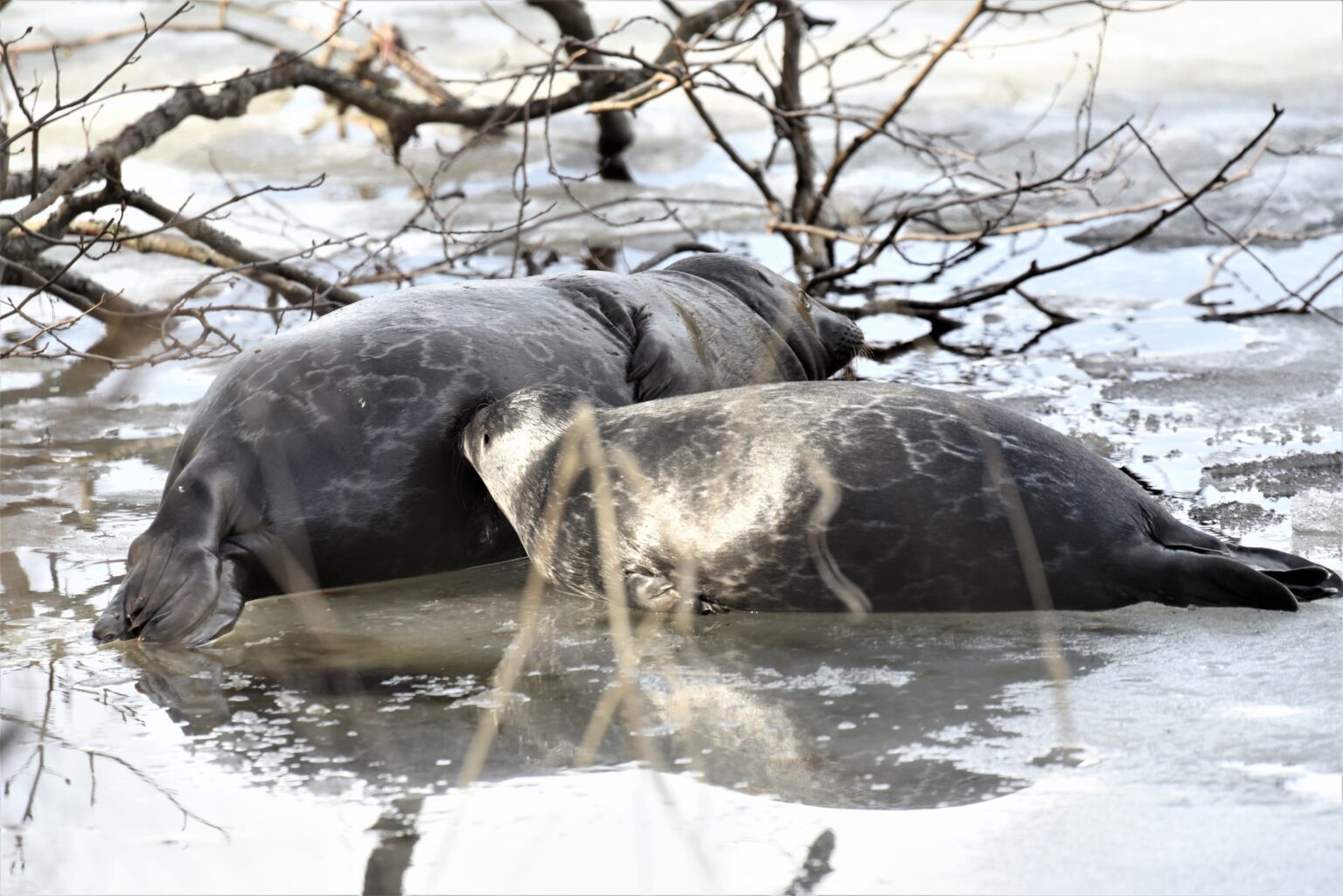 Saimaa ringed seal research - UEFConnect
