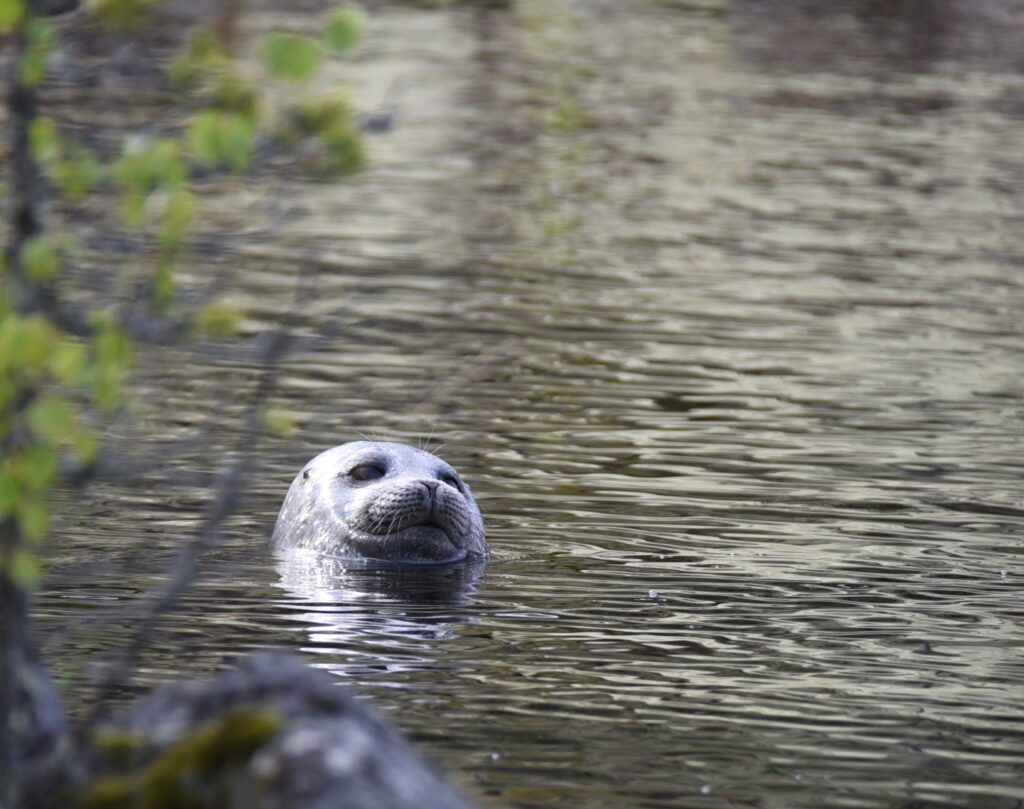 Saimaa ringed seal research - UEFConnect